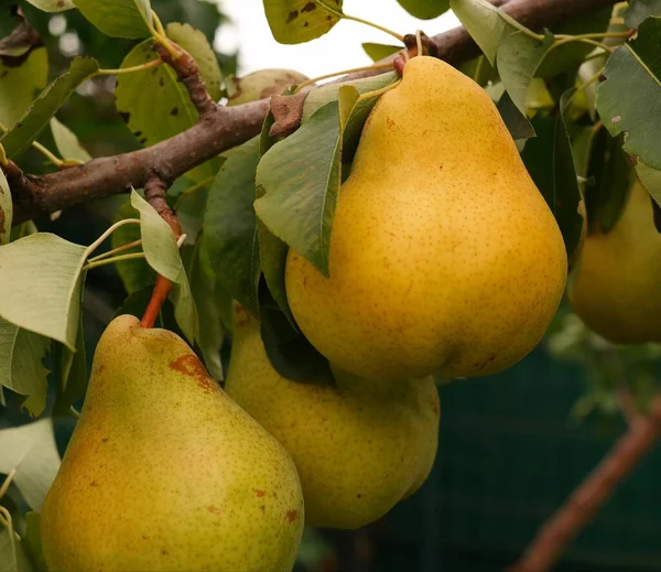 Asian pears Stock Photos, Royalty Free Asian pears Images | Depositphotos
