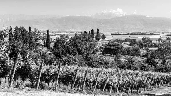 The vineyards of Buttrio in a summer day. Collio Friulano, Udine ...