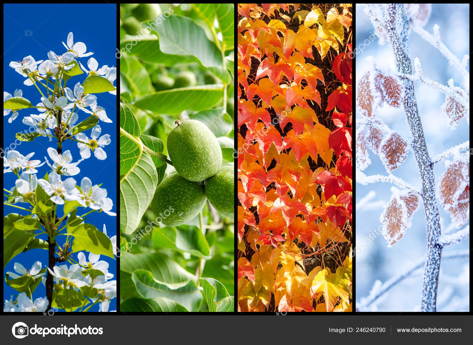 Collage Four Pictures Representing Each Season Spring Summer Autumn ...