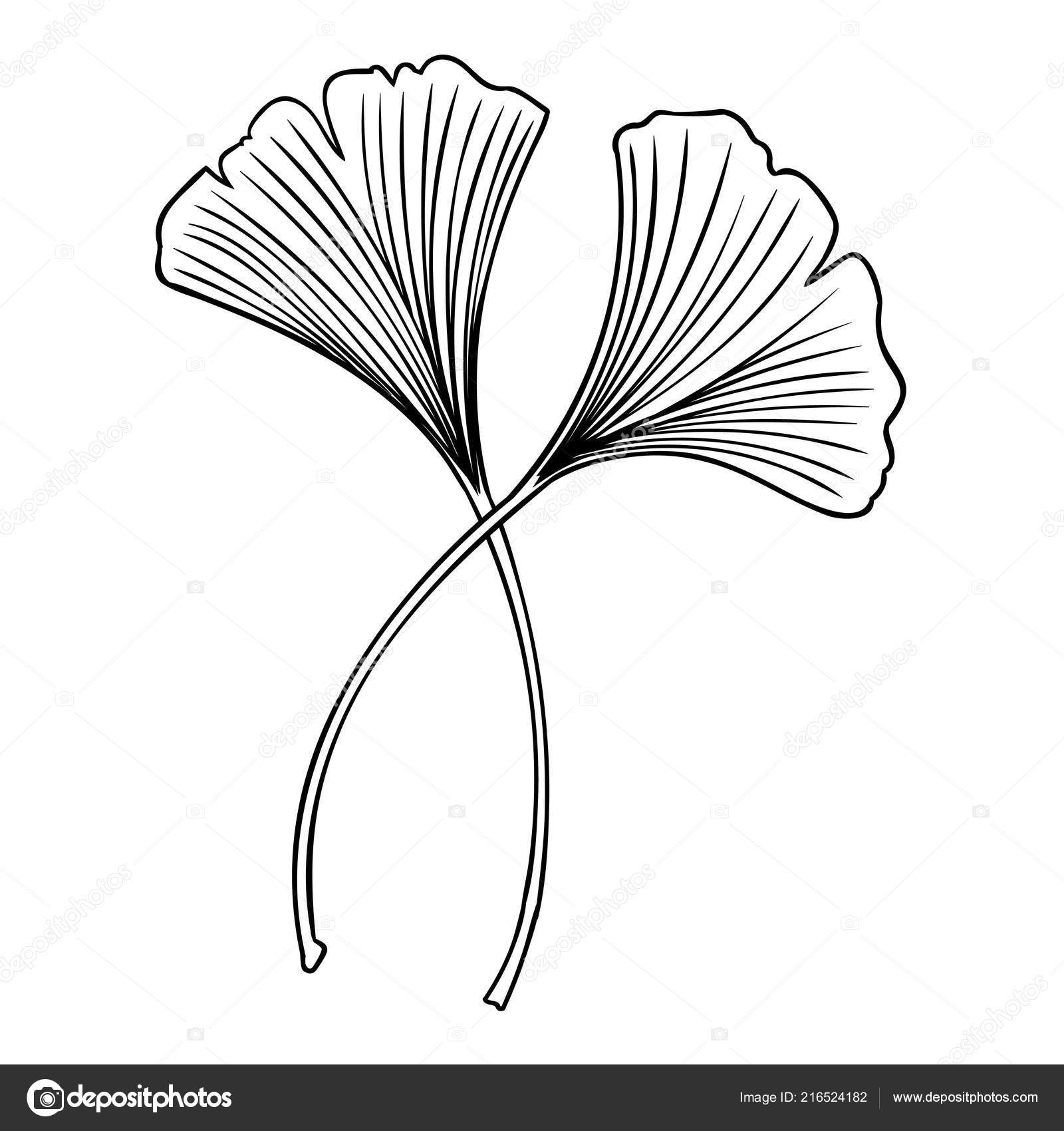 Ginkgo Biloba Leaf Drawing