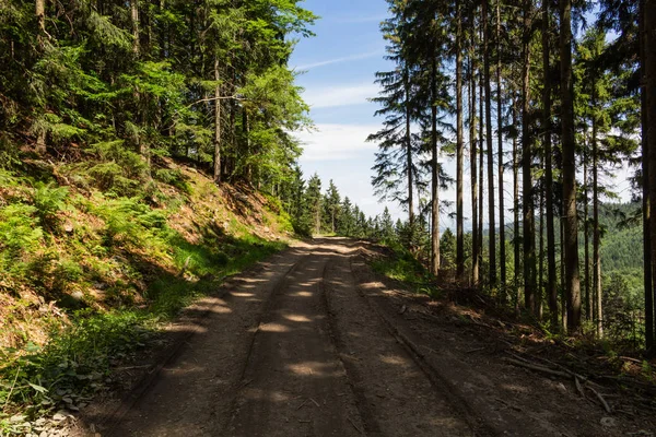 Cycling in Nature Forest on a rainy day. Road in Forest nature. Green ...