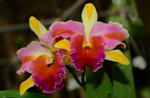 Cattleya colombia Stock Photos, Royalty Free Cattleya colombia Images ...