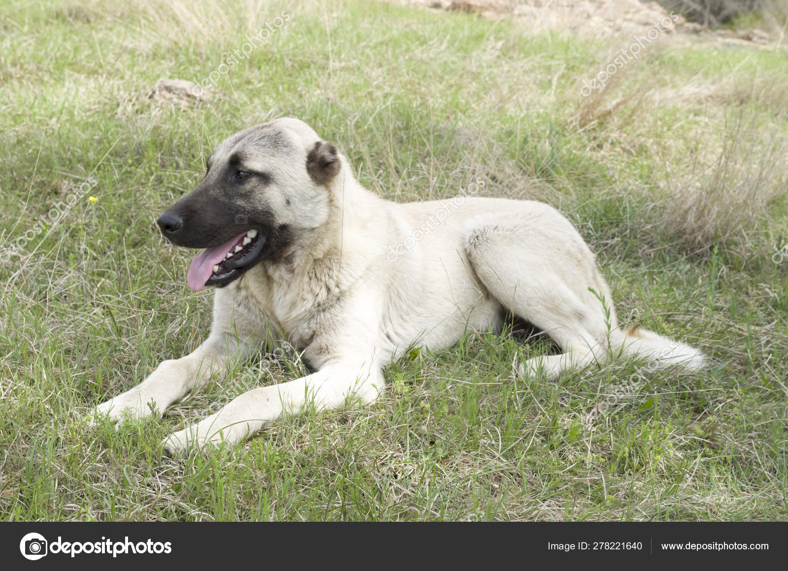 Are Kangal Shepherd Dog Aggressive