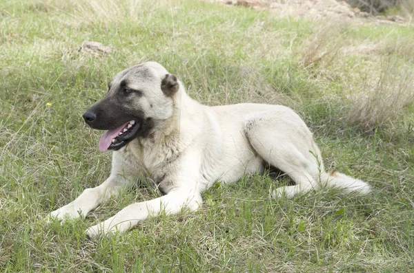 Kangal dog Stock Photos, Royalty Free Kangal dog Images | Depositphotos
