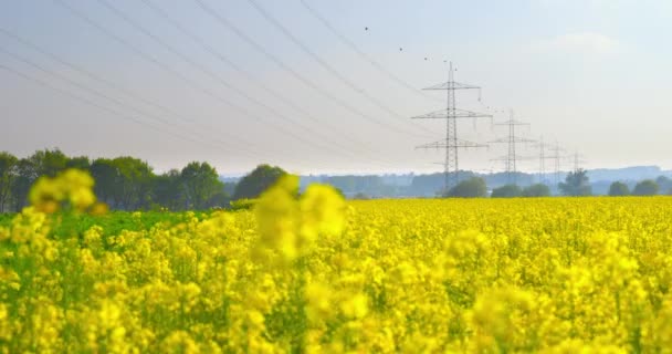 Overhead Power Line Leading Beautiful Field Blooming Rapeseed Prores ⬇ ...