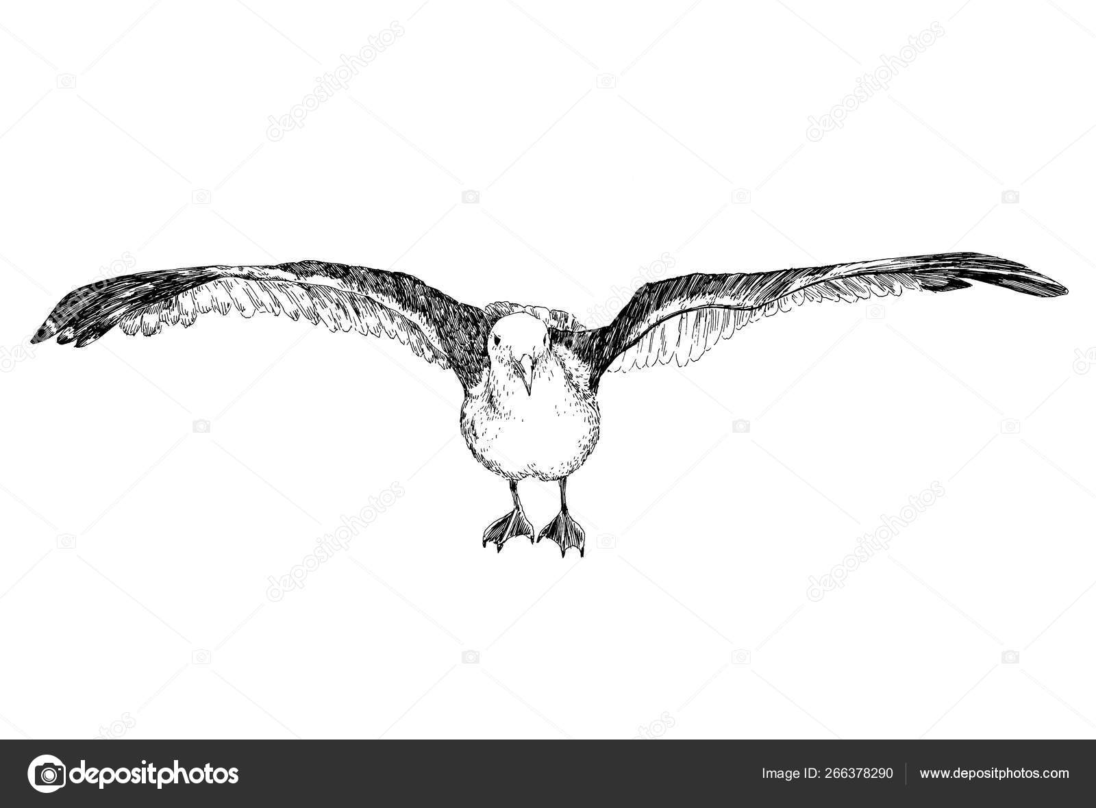 Flying Seagull Drawing