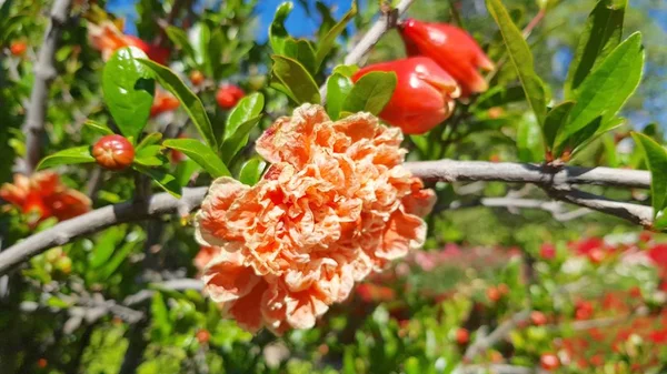Pomegranate flower in spring - Stock Image - Everypixel