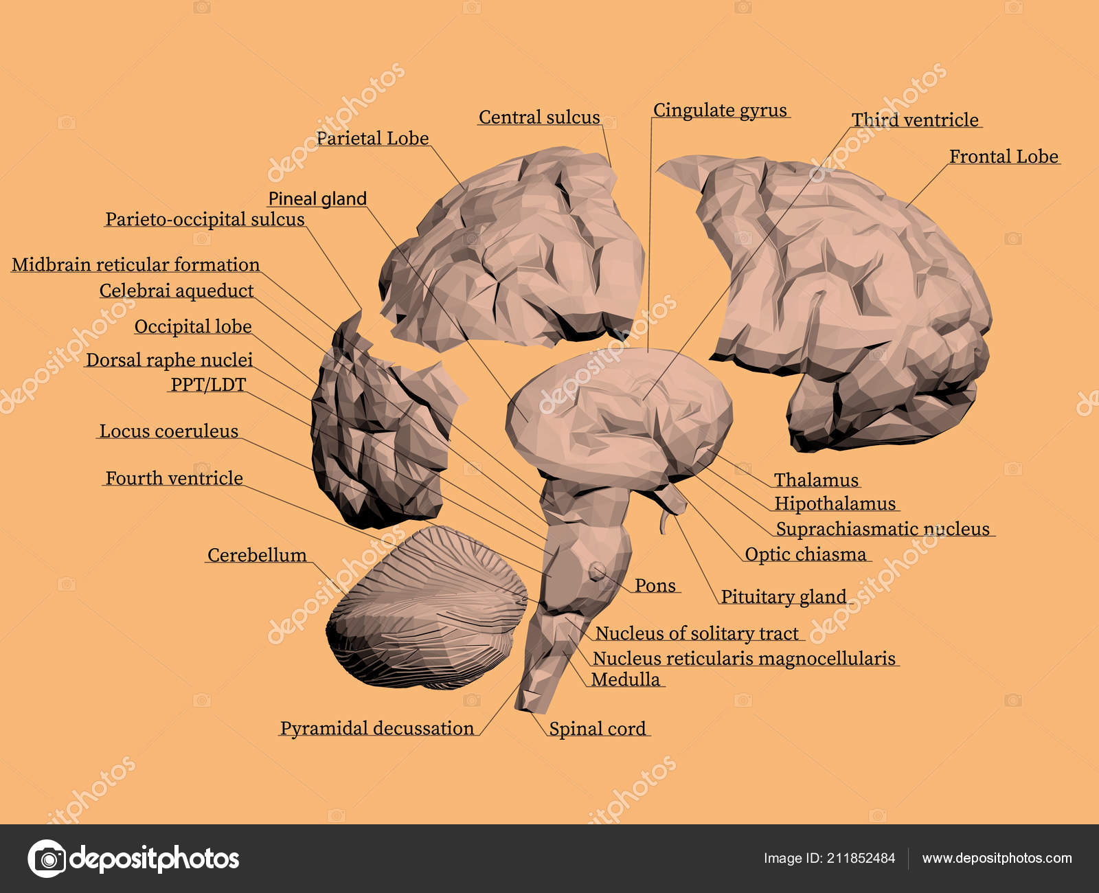 Nombres De Las Partes Del Cerebro Humano El Alambre Del Cerebro Humano