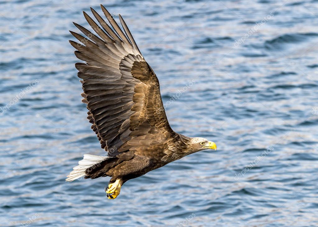 The Flying White-talied Sea Eagle cerca de Rausu en Shiretoko, Hokkaido ...