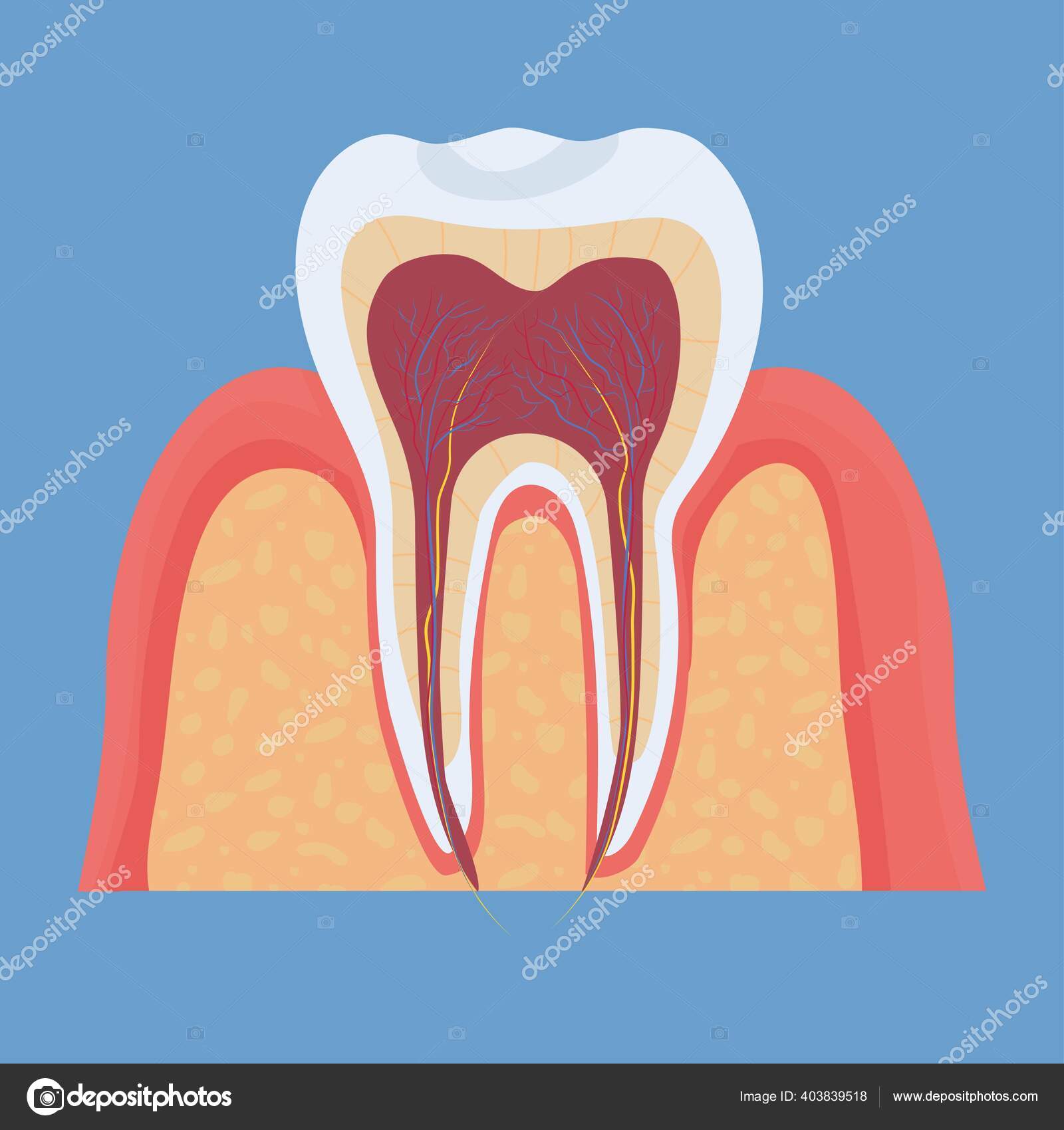 Human Tooth Anatomy Medical Dental Model Colorful Detailed Object ...