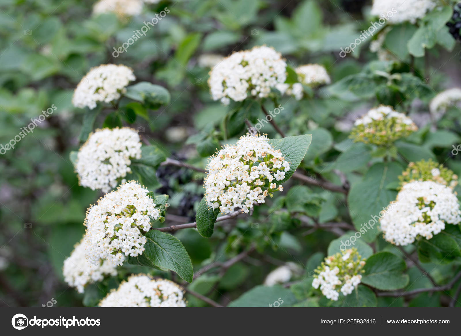 Cornus sanguinea, cornejo común, cornejo sangriento flores blancas ...