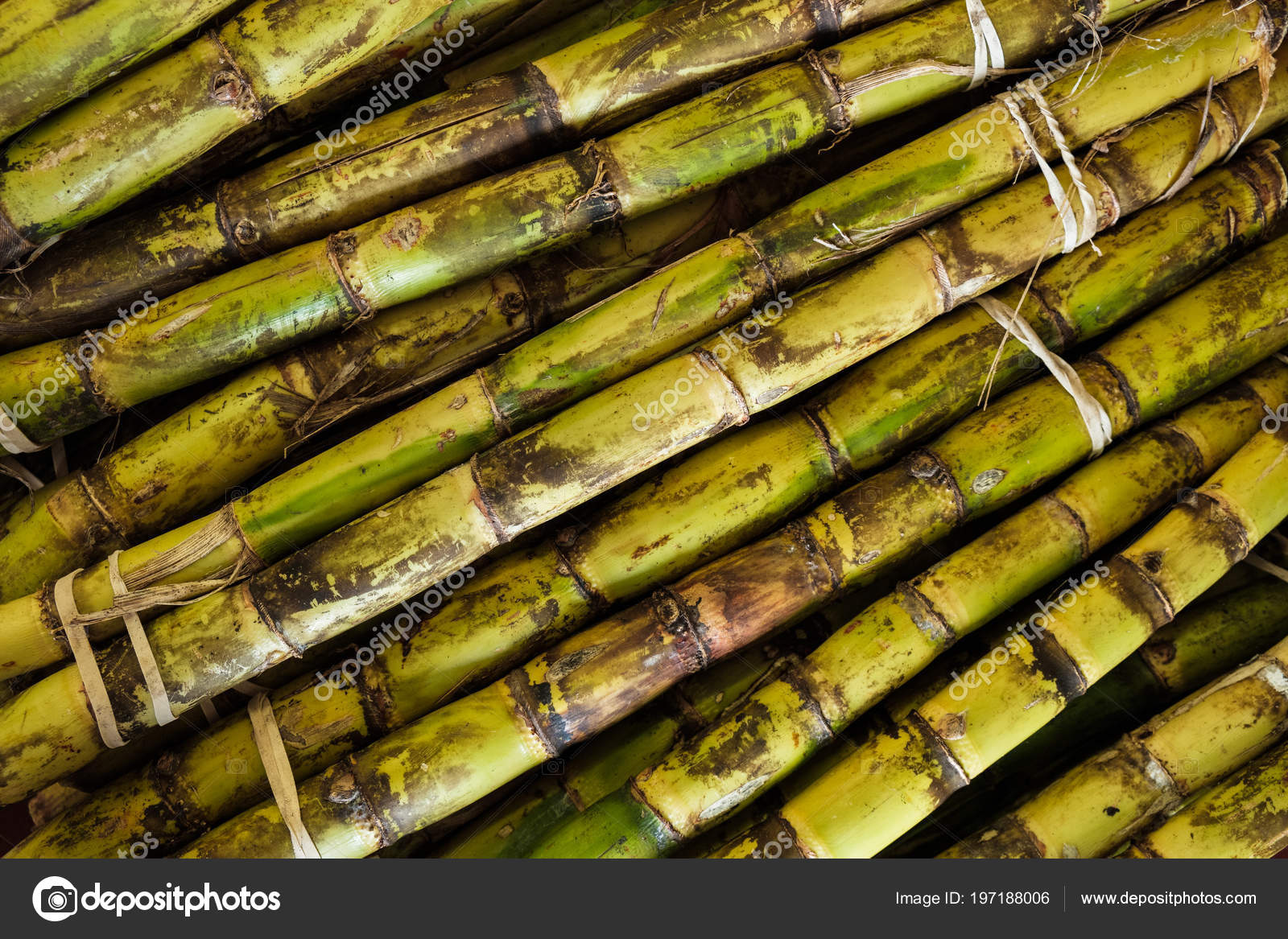 Sugar Cane Stalks