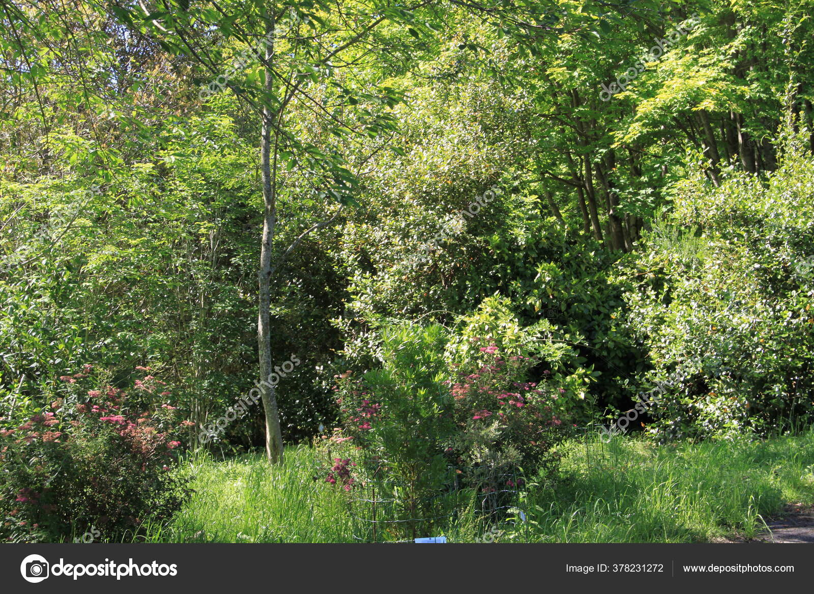 Natural Landscape Trees Plants Basque Country — Stock Photo ...