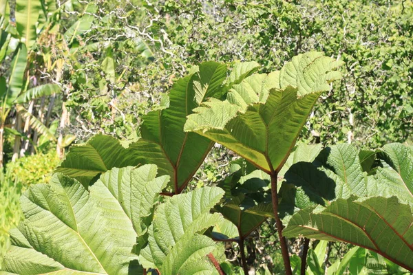 The fauna and flora Stock Photos, Royalty Free The fauna and flora ...