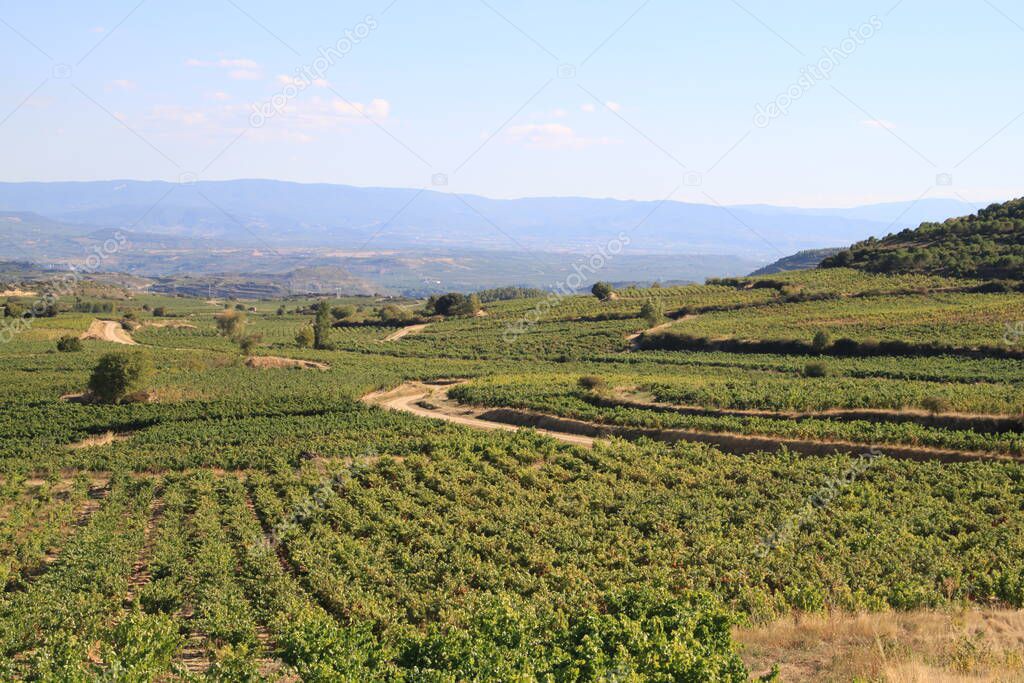 vista panorámica de los viñedos en verano, preparación de las uvas para ...