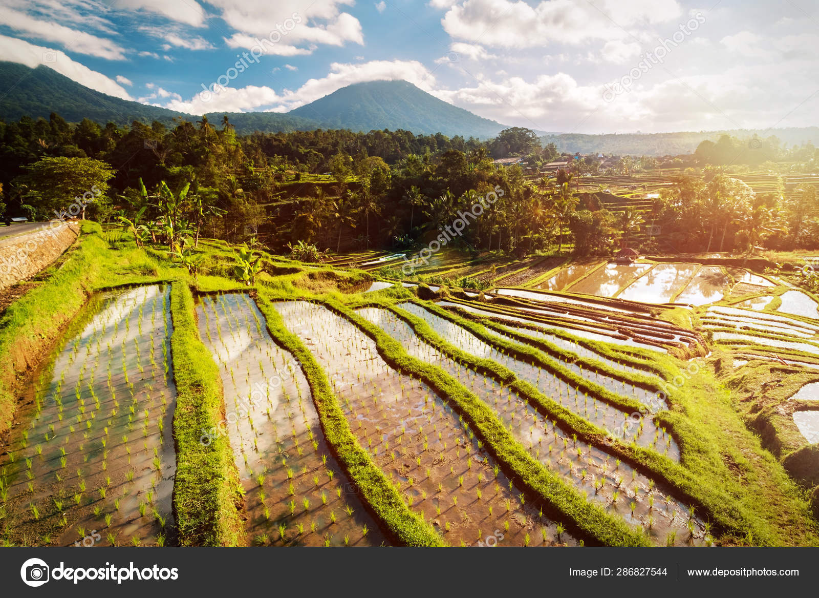 Bali Rice Terraces Beautiful Dramatic Rice Fields Jatiluwih Southeast ...