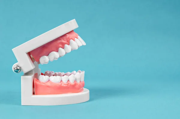 Tooth model on blue background with empty space for your text or ...