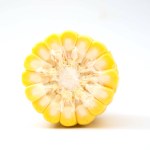 The corn cob pith Stock Photo by ©Xalanx 36966441