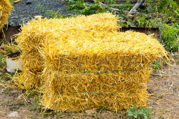 Garbage and straw nest Stockfotos, lizenzfreie Garbage and straw nest ...