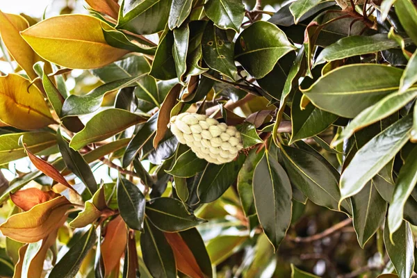 Magnolia fruits Stock Photos, Royalty Free Magnolia fruits Images ...