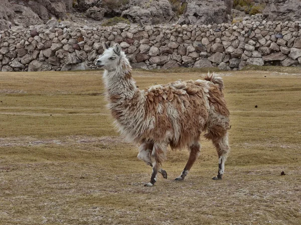 Llamas peru Stock Photos, Royalty Free Llamas peru Images | Depositphotos