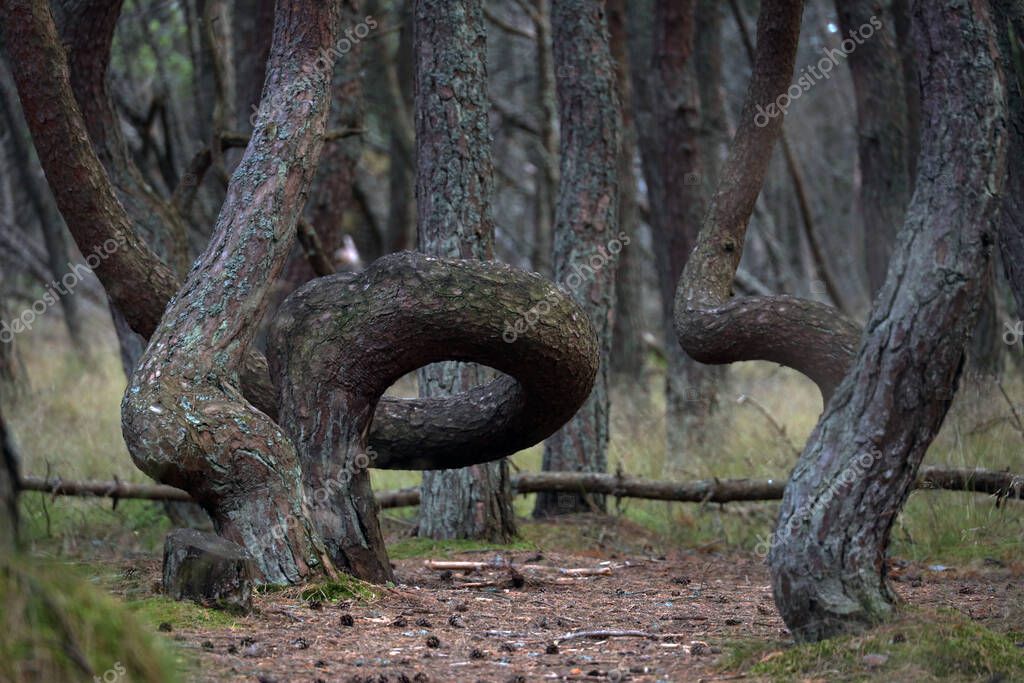 El Bosque Danzante es una zona forestal de coníferas ubicada en Curonian Spit, que se distingue ...