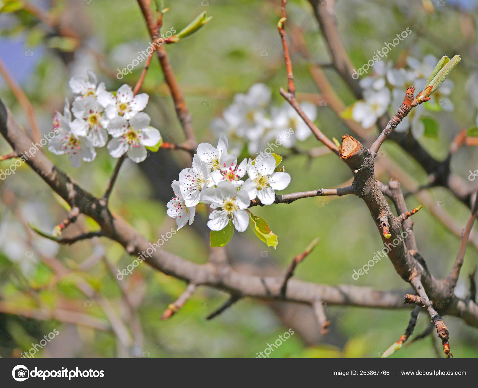 Spring Flowers Tree — Stock Photo © alexnako #263867766