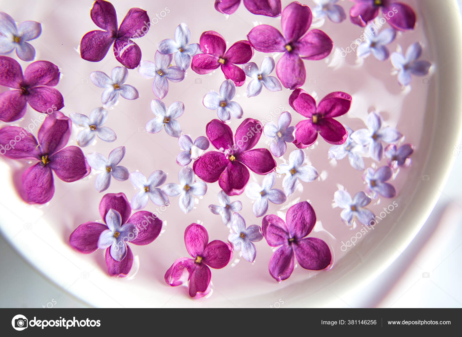 Purple Flower With 5 Pointed Petals | Best Flower Site