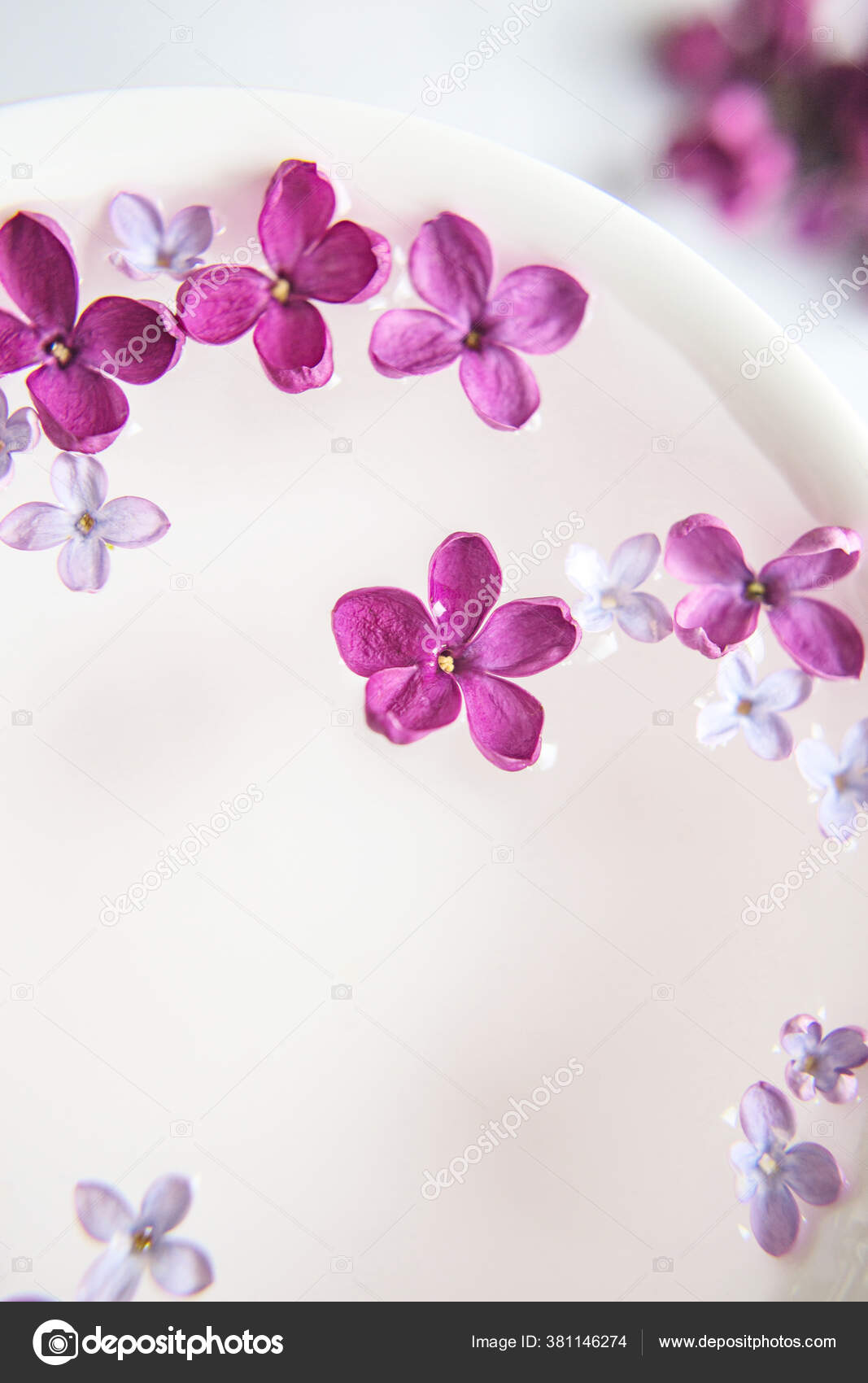 Purple Flower With 5 Pointed Petals | Best Flower Site