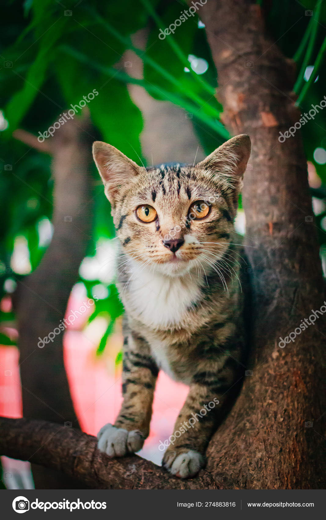 Cute tabby Kitten Relaxing on top of Tree. — Stock Photo © Tachjang ...