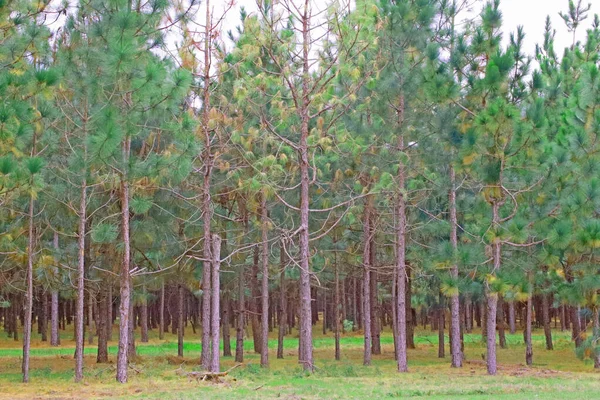 Rwanda trees Stock Photos, Royalty Free Rwanda trees Images | Depositphotos