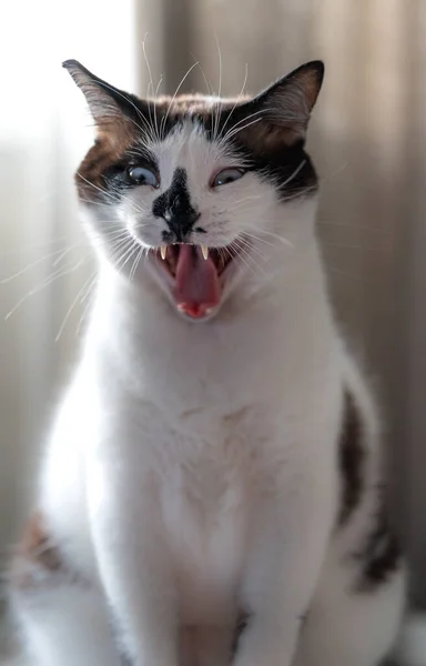 Gato riendo fotos de stock, imágenes de Gato riendo sin royalties ...