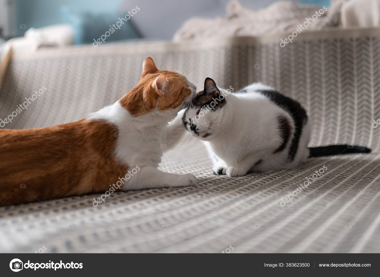 Cats Kissing