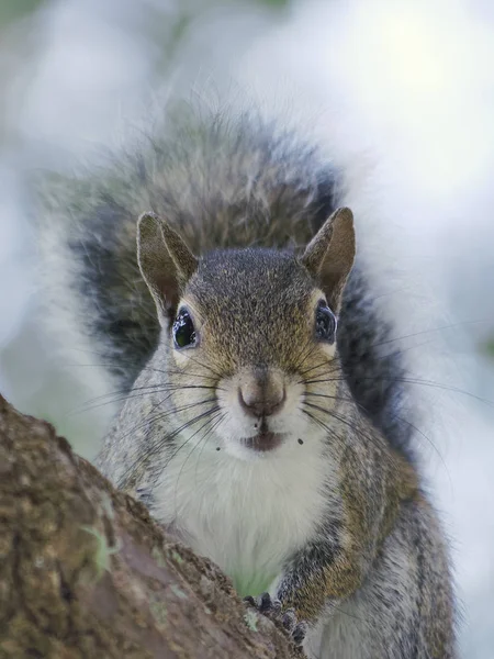 Face to Face with an Eastern Gray Squirrel. Full frontal view, close-up ...