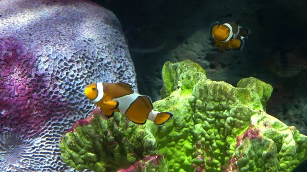 Clownfish aquarium Stock Photos, Royalty Free Clownfish aquarium Images ...