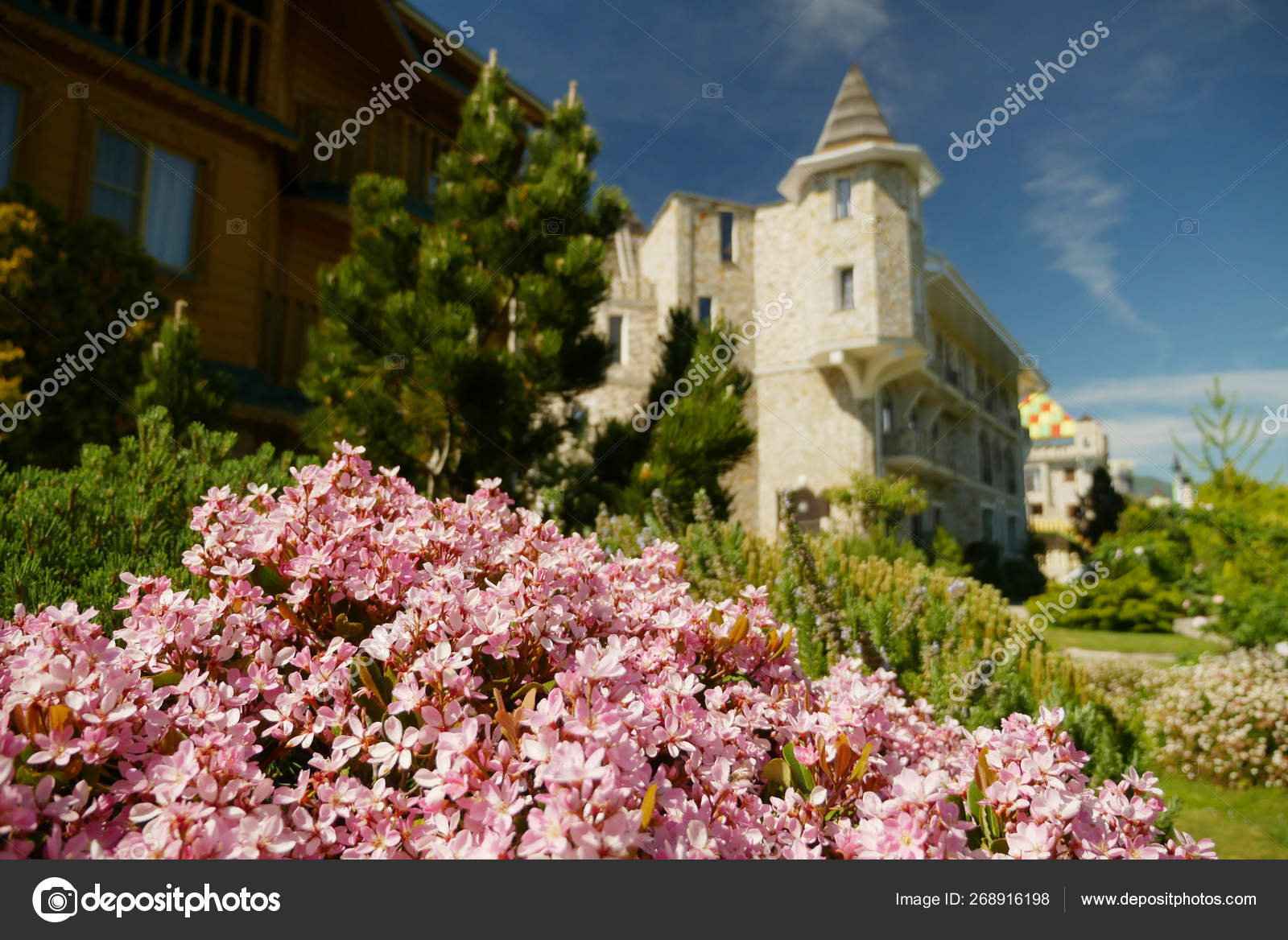 Pink flowers of Hydrangea macrophylla on the background of the castle ...
