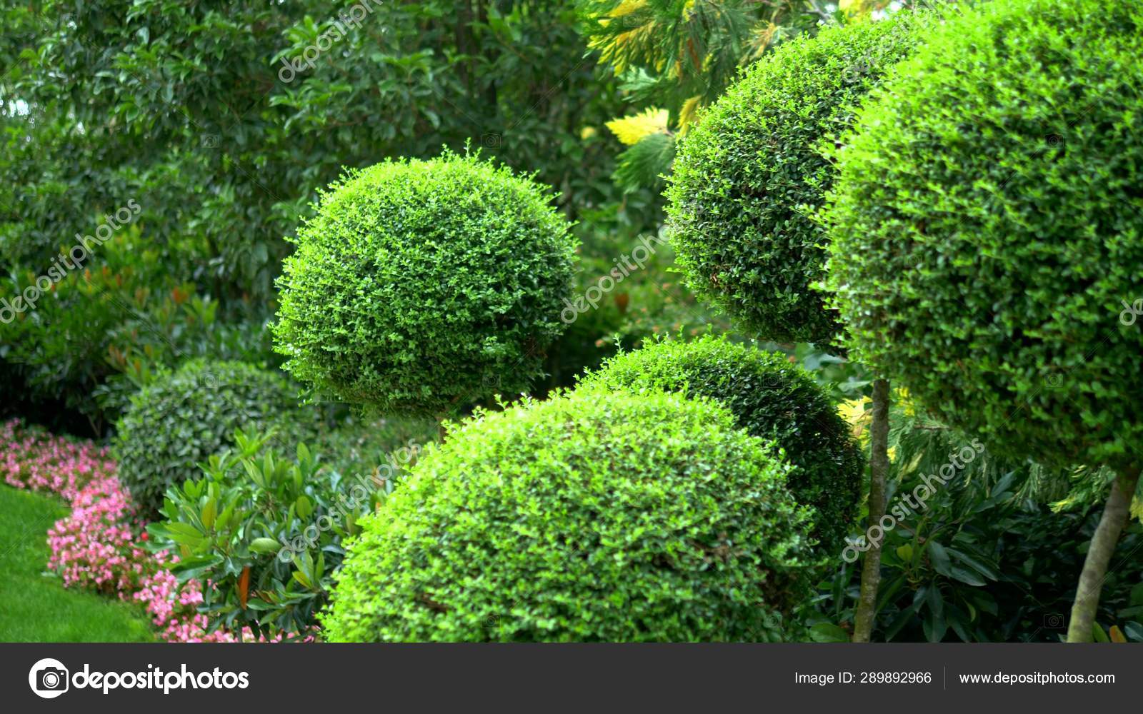 Trees with green foliage in beautiful rounded shapes. with blooming ...