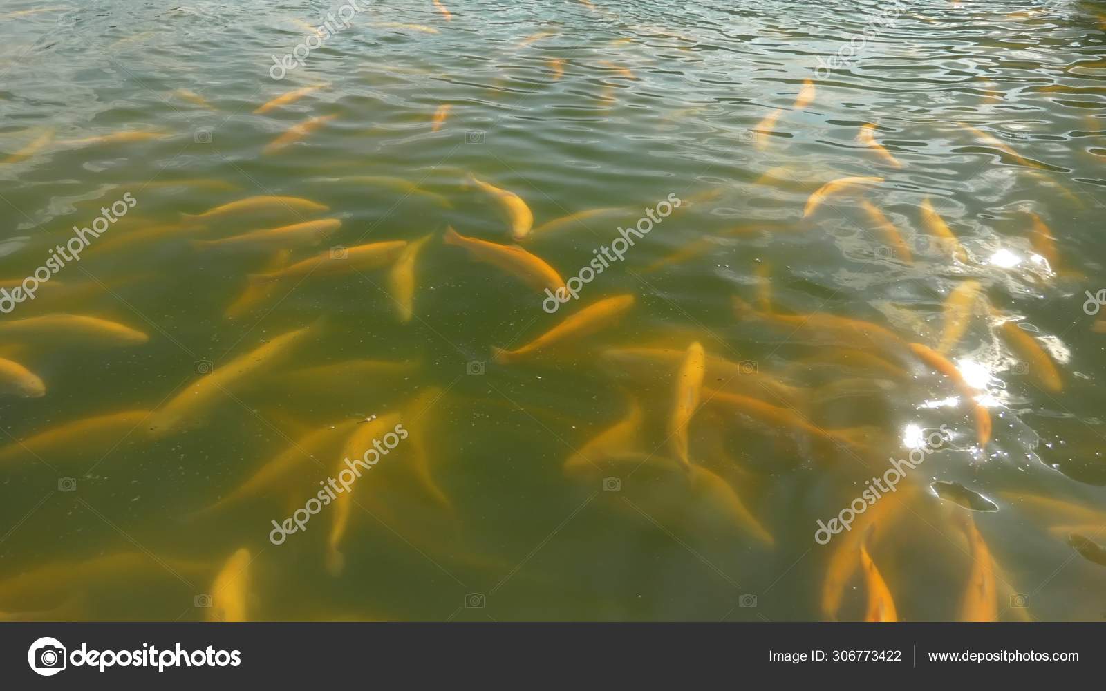 Fish farm concept. close-up. many golden trout splashing in the water ...