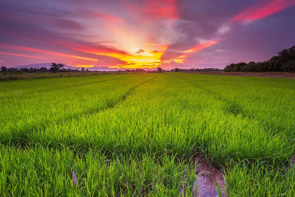 Rice field sunset Stock Photos, Royalty Free Rice field sunset Images ...