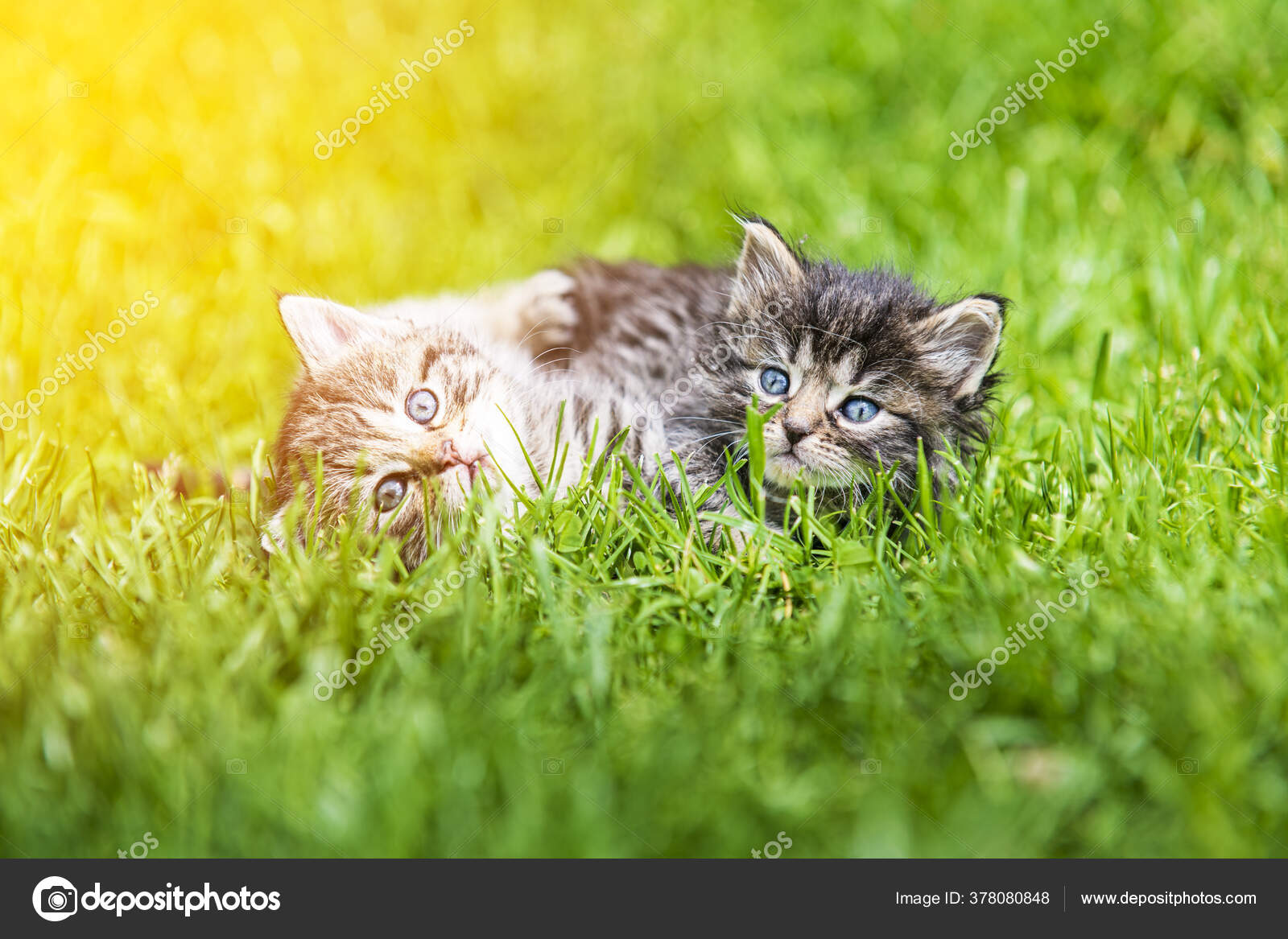 Two Cute Little Kittens Playing Grass Sunlight — Stock Photo © tompic ...