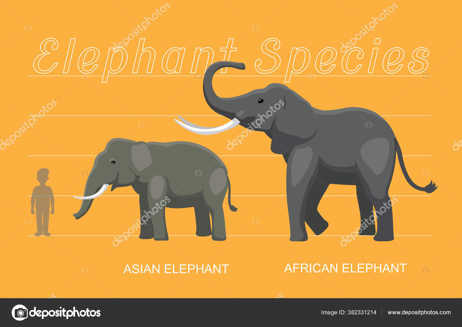 Elephant Sizes Comparison Cartoon Vector Stock Vector by ©Punnawich ...