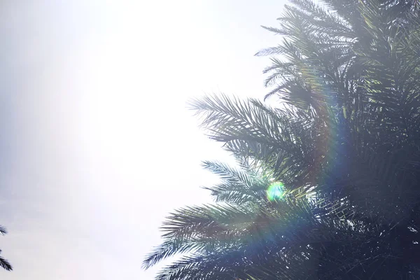 Palm tree shadow Stock Photos, Royalty Free Palm tree shadow Images ...