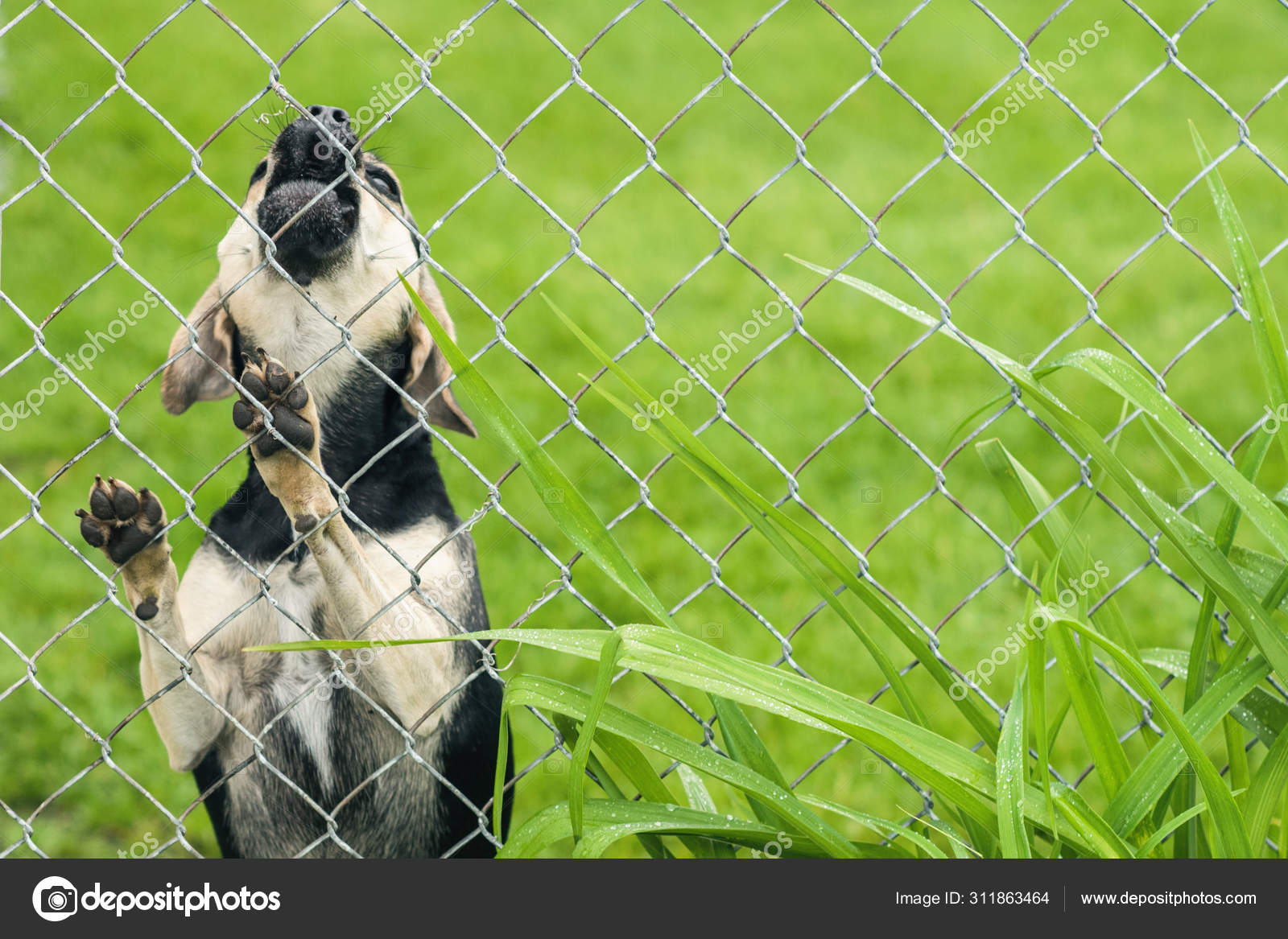 Evil Dog Fence Protects House — Stock Photo © flowertiare #311863464
