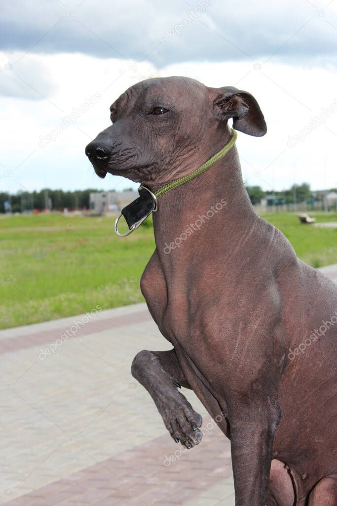 El perro mexicano sin pelo. El perro calvo mira hacia otro lado y le ...