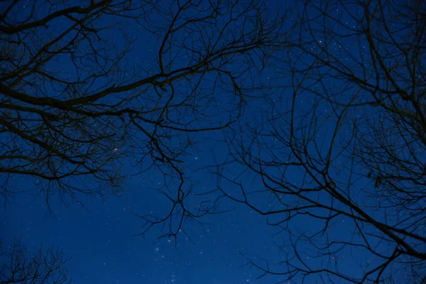 Starry night trees Stock Photos, Royalty Free Starry night trees Images ...