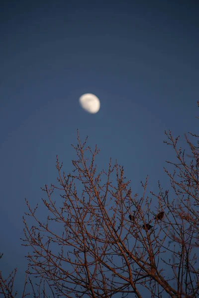 Bird moonlight Images - Search Images on Everypixel