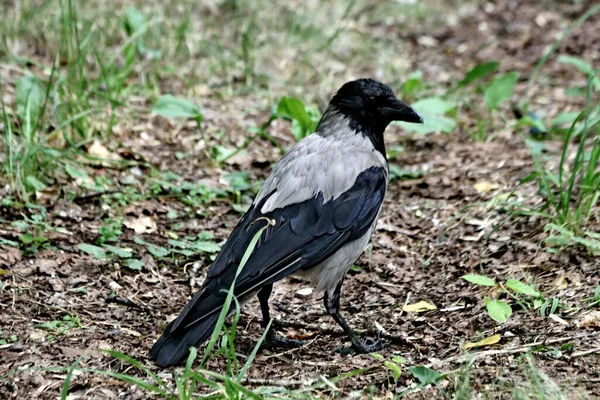 Bird identification Stock Photos, Royalty Free Bird identification ...