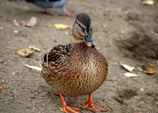 Fotos de Filipino duck, Imagens de Filipino duck sem royalties ...