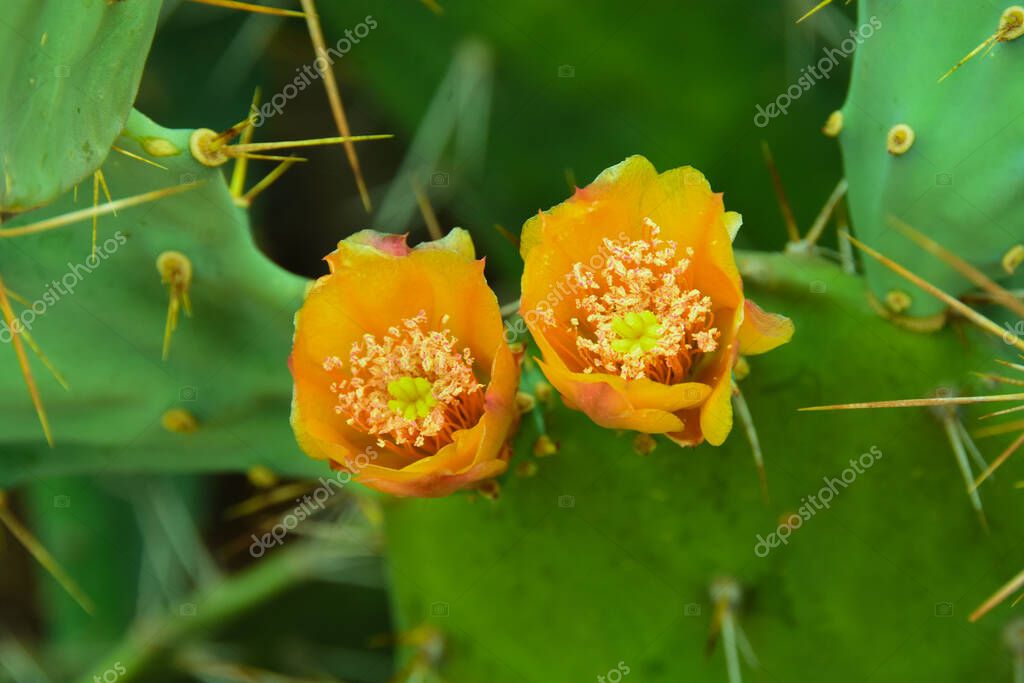 Vista de las flores y hojas de un cactus espinoso en las selvas de ...
