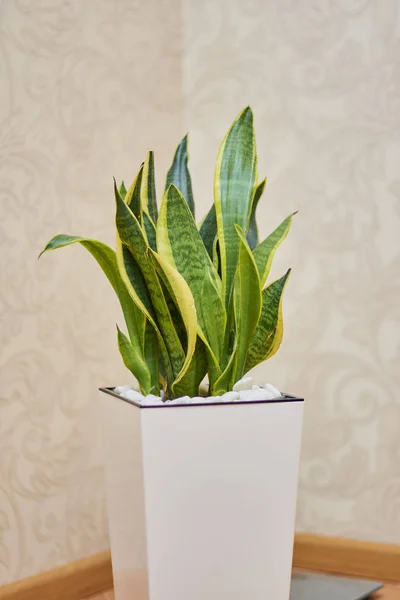 Sansevieria Trifasciata Prain Plant Room Making Fresh Air Stock Photo ...